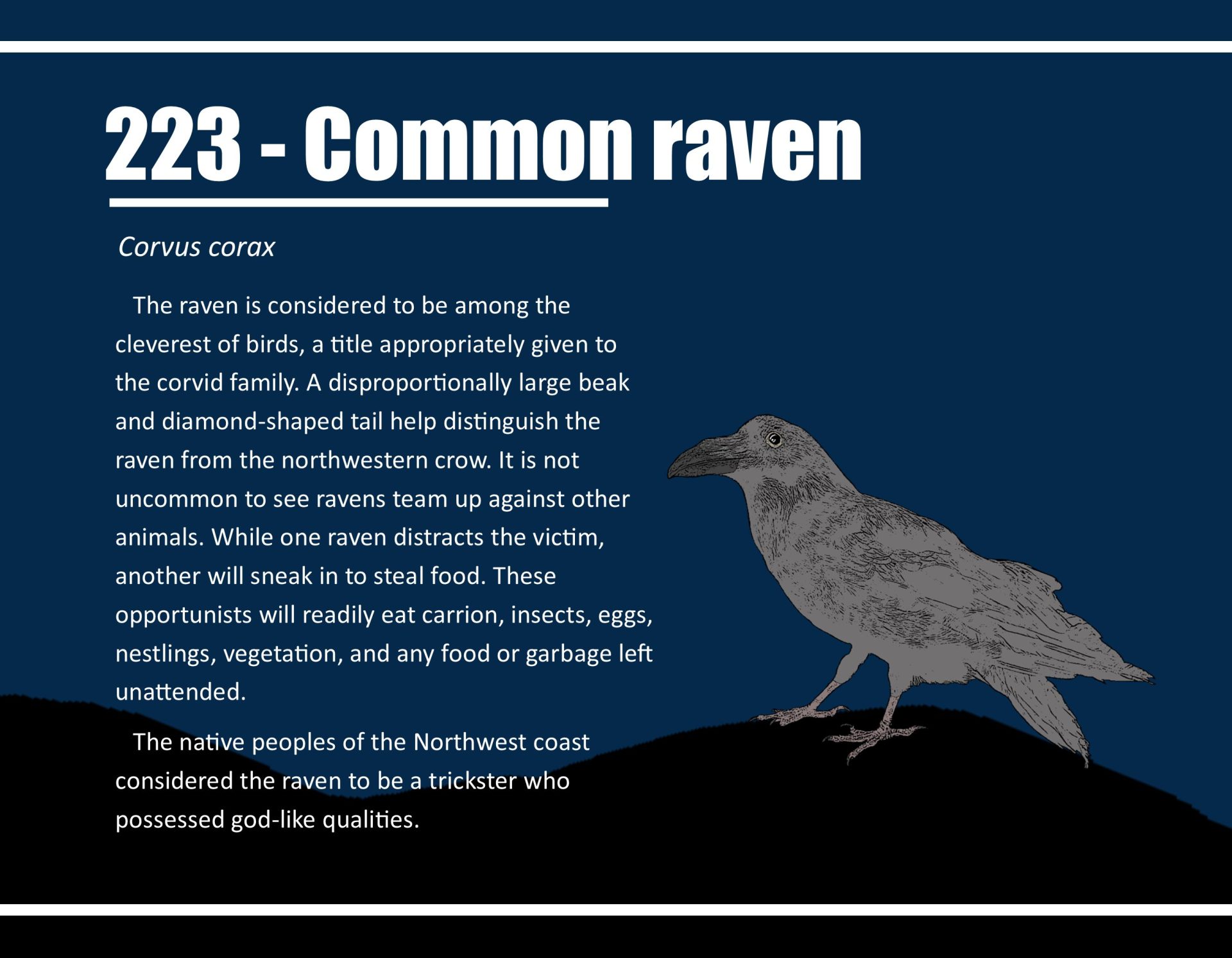 The Museum - American Bald Eagle Foundation