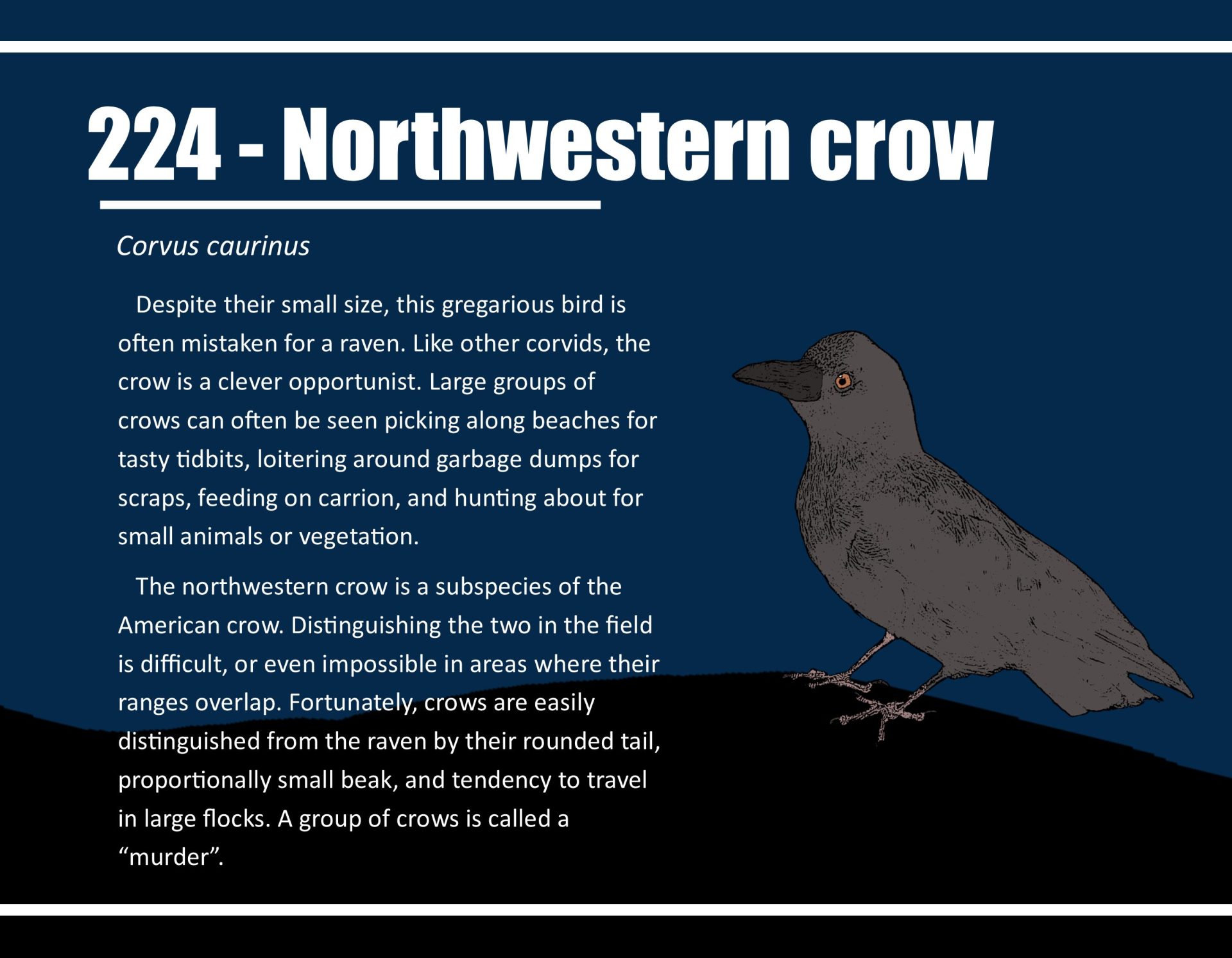 The Museum - American Bald Eagle Foundation