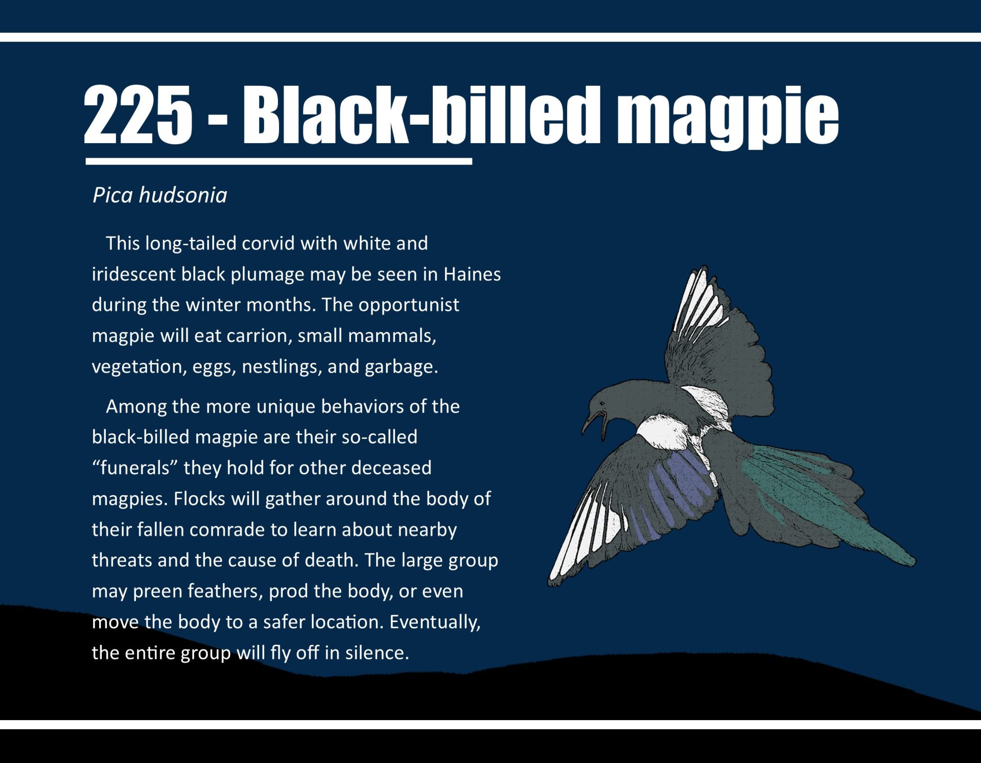 The Museum - American Bald Eagle Foundation