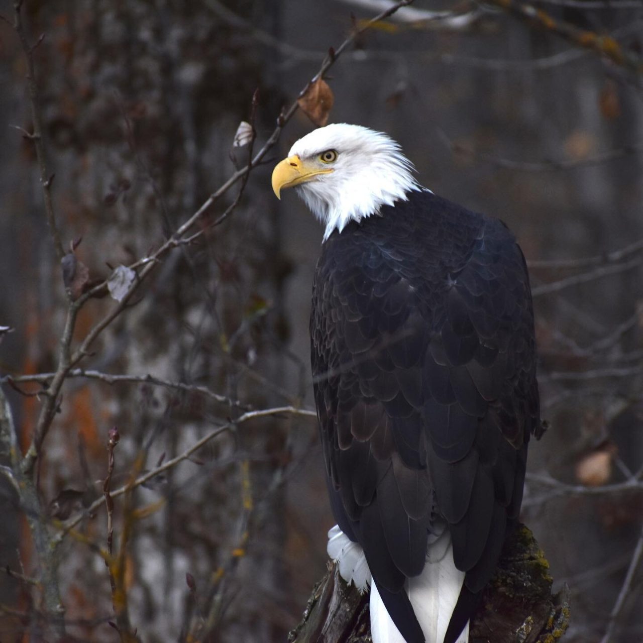 American Bald Eagle Foundation - American Bald Eagle Foundation